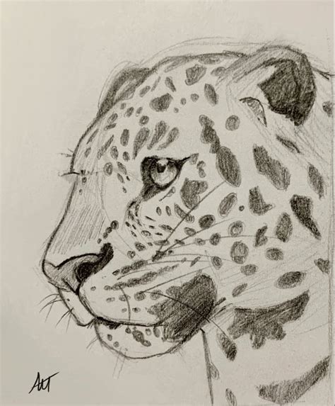 How To Draw A Realistic Jaguar Face