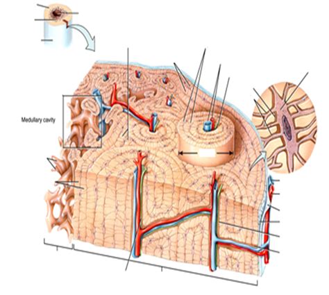 Ha Ch 05 Microanatomy Of Compact Bone Diagram Quizlet