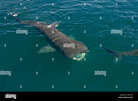 What Do Filter Feeder Sharks Eat At Elizabeth Blanche Blog