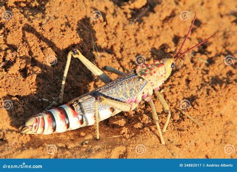Wood Eating Grasshopper Insect Background From Africa Stock Image