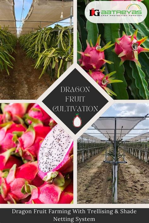 Dragon Fruit Farming With Trellising And Shade Netting System Dragon Fruit Cultivation In 2024