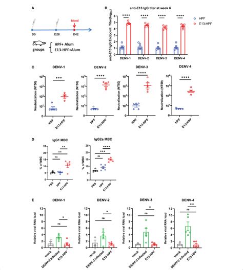 E13 Hpf Vaccine Immunization Induces Potent Humoral Immune Responses In