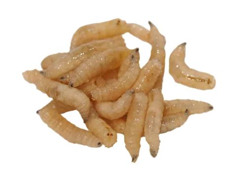 What Smell Do Maggots Hate Beatpests