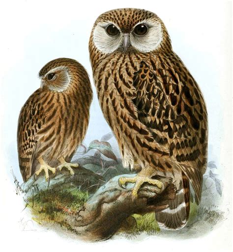Laughing Owl Nocturnal Predator New Zealand Endemic Britannica