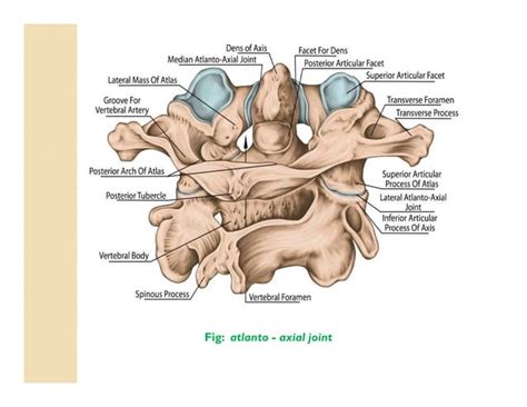 Atlanto Occipital And Atlanto Axial Joint Pdf