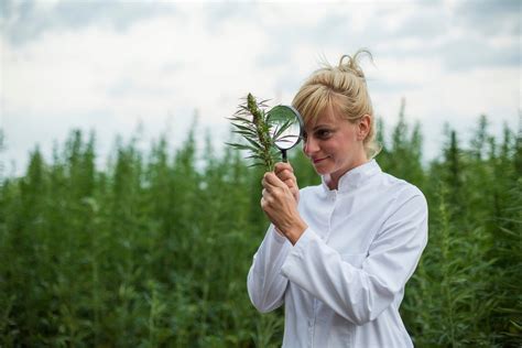 What Is The Entourage Effect Evo Hemp