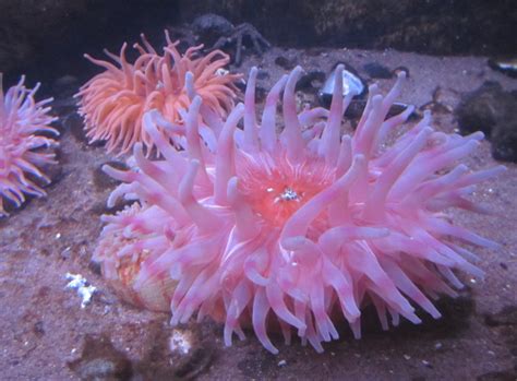 Continuity Adventures In Oceanography And Teaching