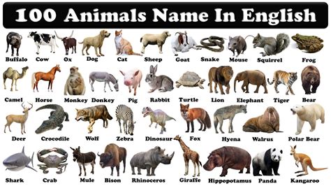 Animals Name With Picture In English
