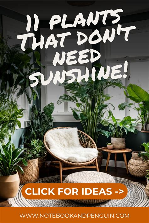 11 Beautiful Plants For Low Light Rooms That Dont Get Sun Indoor
