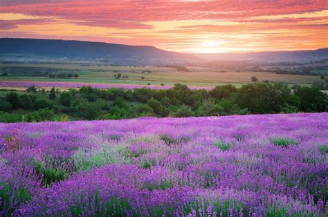 Meadow Of Lavender E