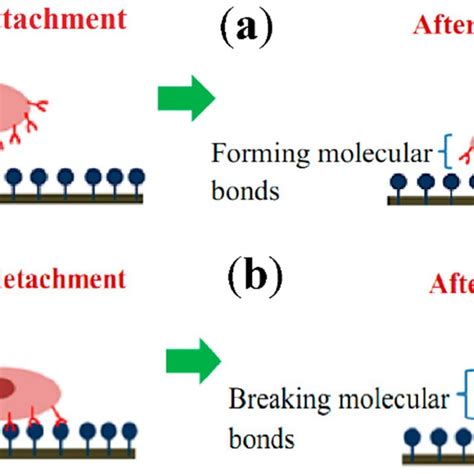 Principle Of The Robotic Fluidic Force Microscopy Fluidfm Bot