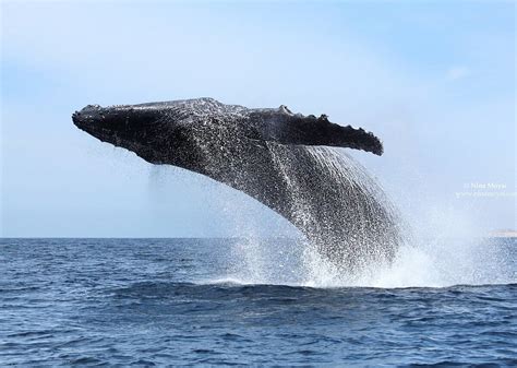 Whale Watching And Ocean Safaris With Nina Moysi Cabo San Lucas All You Need To Know Before