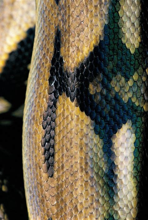 Python Reticulatus Reticulated Python Scales Posters And Prints By Corbis
