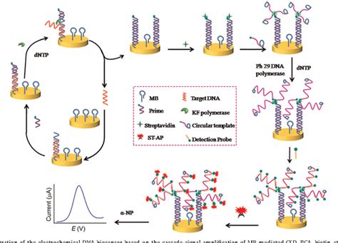 Figure 1 From A Novel Electrochemical Biosensor For Ultrasensitive And Specific Detection Of Dna
