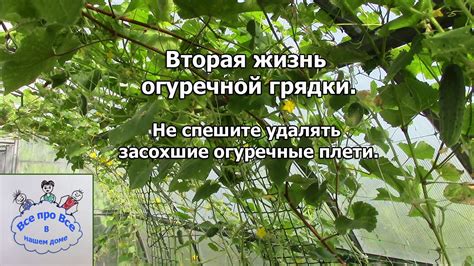 Вторая жизнь огуречной грядки. - YouTube