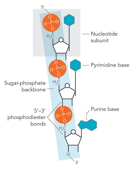 Phosphodiester Bond Cleavage Of Rna Phosphodiester Bonds By Small