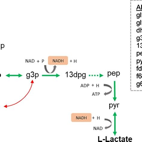 Metabolic Fluxes Illustrating The Enhancing Effect Of Zwf Gene Knockout