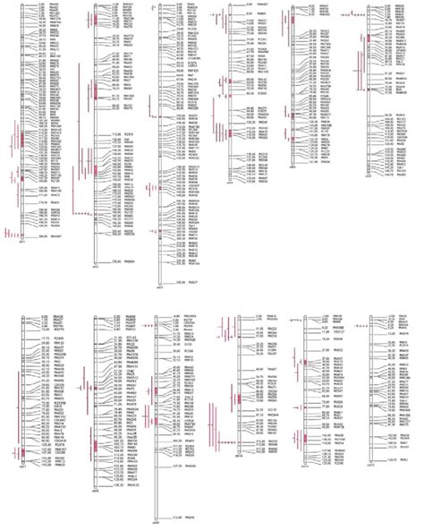 Graphical Representation Of Meta Qtls On Rice Chromosomes Vertical