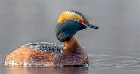 Horned Grebe Overview All About Birds Cornell Lab Of Ornithology
