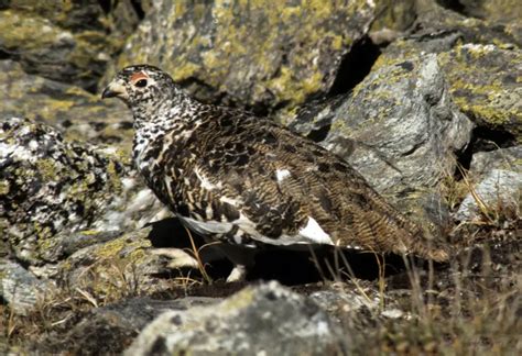 White Tailed Ptarmigan Lagopus Leucura Nhpbs Natureworks