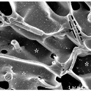 Cryo Scanning Electron Microscopy Cryo SEM Micrograph At Higher Download Scientific Diagram
