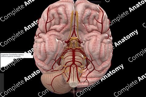 Superior Cerebellar Artery Complete Anatomy