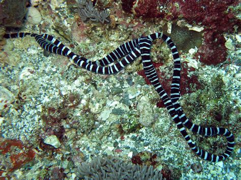 Baseodiscus Mexicanus From Rinca Sud Indonésie On July 22 2014 At 08 20 Am By Sylvain Le Bris