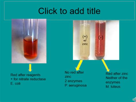 Nitrate Reduction Test Flashcards Quizlet