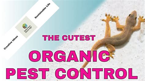 The Cutest Organic Pest Control Ever House Geckos Youtube