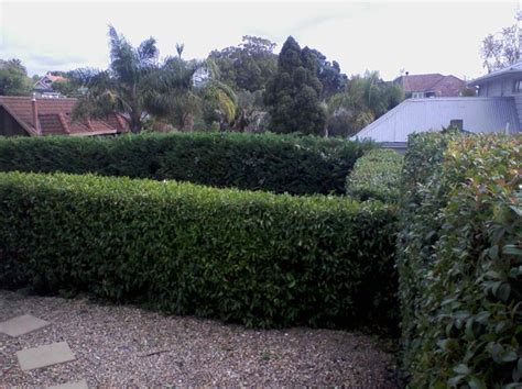 Arborist Auckland North Shore Rodney Auckland Tree Masters