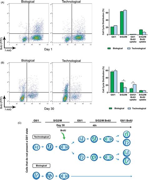 Cell Cycle Analysis Demonstrated That The Mechanical Differences Led To Download Scientific
