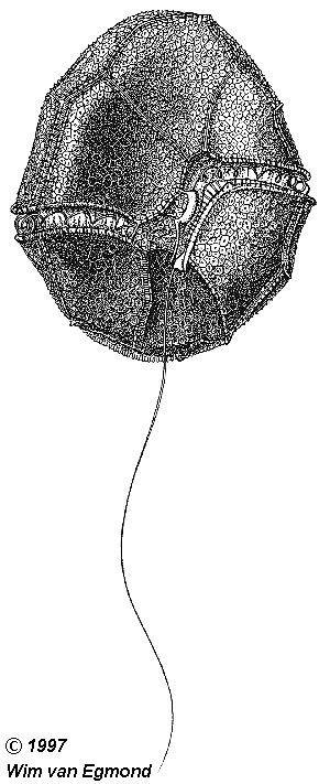 Microscopy Uk Micscape Article Stars Of The Marshes Desmids Staurastrum Dinoflagellate