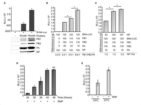 Optimization Of The Reporter System A An Effect Of Kozak Sequence Download Scientific