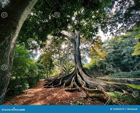 Tree Roots In The Forest And Grass Summer In The Park Royalty Free Stock Photography