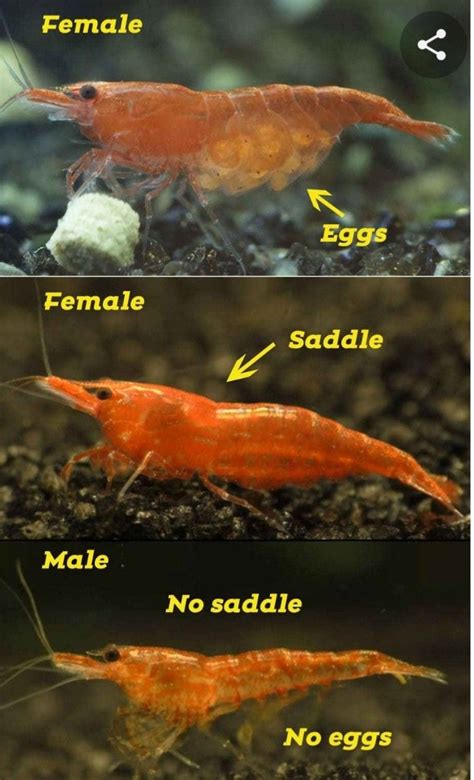 Breeding And Life Cycle Of Red Cherry Shrimp Artofit