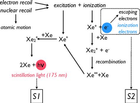 Schematic Of Scintillation Production In Two Phase Xenon Detector Ref