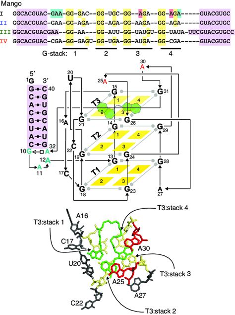 Rna Mango Aptamers Core Sequences Colour Coded Alignment Of Rna Mango Download Scientific