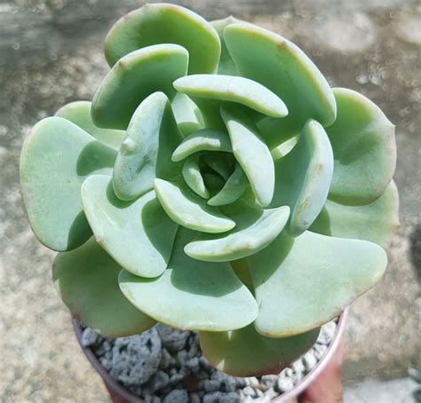 Echeveria Peach Candy Laui X Raspberry Ice R Succulents