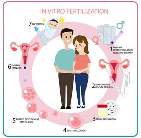 Understanding Ivf A Comprehensive Guide To In Vitro Fertilization Marinade