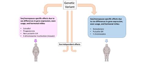 Sex And Reproductive Status Modify The Effects Of Genetic Variants On Download Scientific