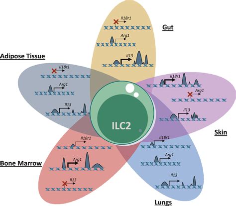 Tissue‐specific Landmarks Of Ilc2 Ilc2 Migrate And Seed Tissues During Download Scientific