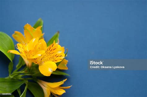 아름다운 알스트로에메리아 꽃 파란색 배경에 노란색 꽃과 녹색 잎 페루 백합 텍스트 공간이 있는 상단 보기입니다 0명에 대한 스톡 사진 및 기타 이미지 Istock