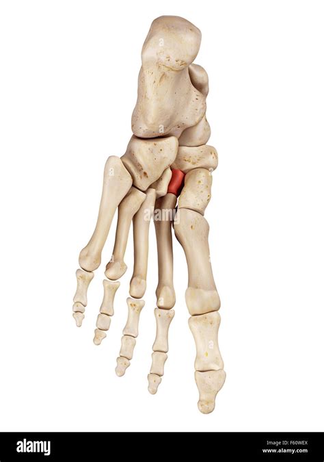 Medical Accurate Illustration Of The Intermediate Cuneiform Bone Stock