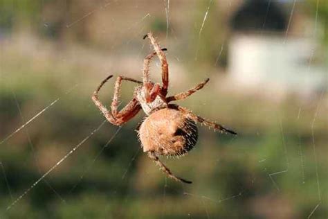 Orb Weaver Spider Alchetron The Free Social Encyclopedia