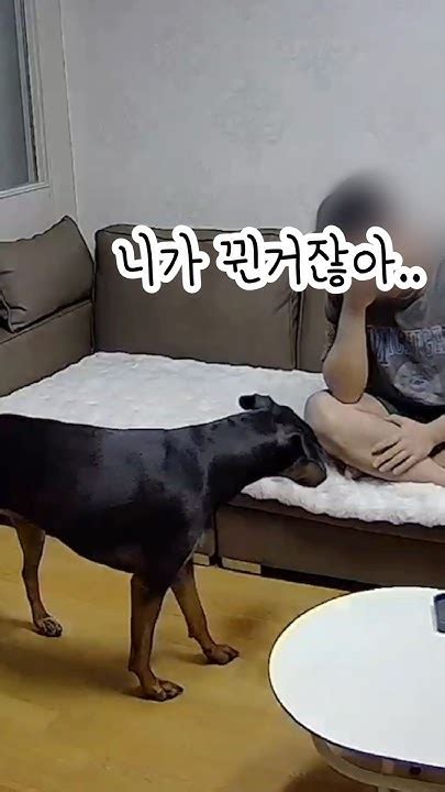 방구를 무서워하는 개 Youtube