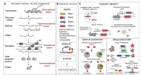 Synthetic Gene Expression Circuits For Designing Precision Tools In