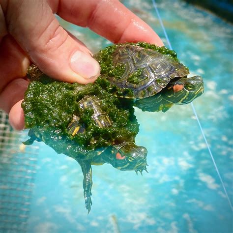 Red Eared Sliders For Sale The Turtle Source