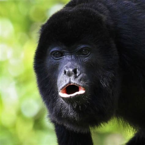Vaccinations And Health For Belize Travel