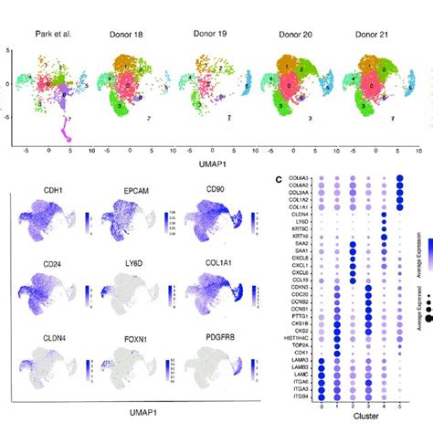 Singe Cell Rna Sequencing Of Neonatal Human Thymus Derived Monolayer
