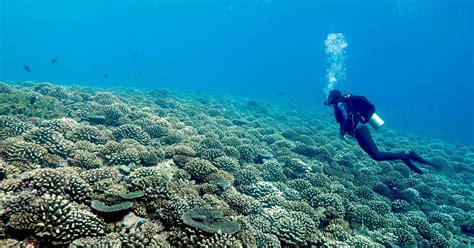 Eco Magazine On Linkedin The Structural Complexity Of Coral Reefs Can Hinder Regeneration